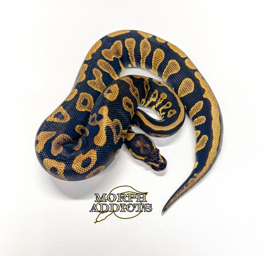 Confusion Ball Python by Morph Addicts