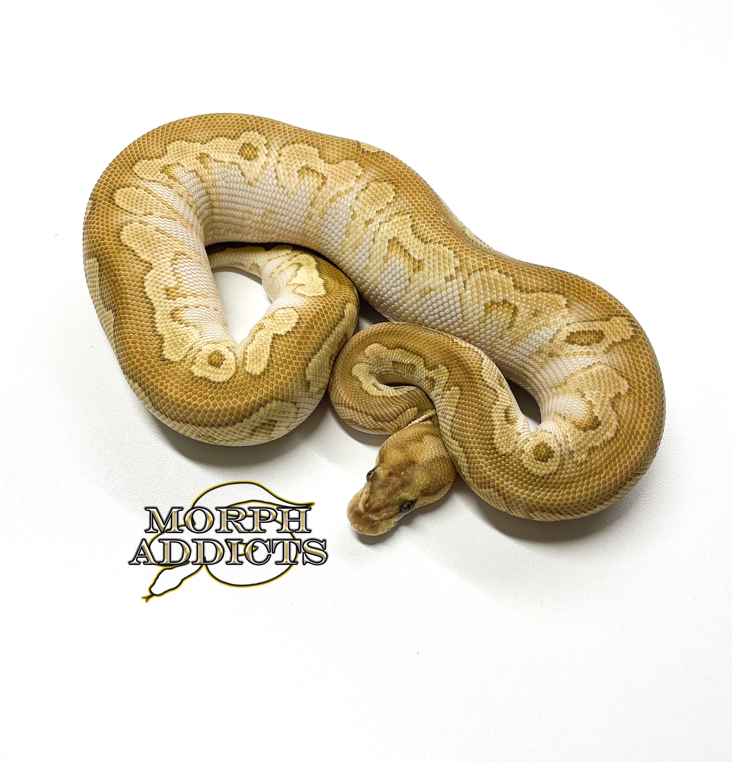 Lesser Clown Ball Python by Morph Addicts - MorphMarket