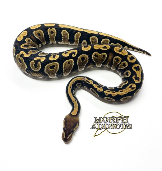 Cypress Yb 50% Het Hypo Ball Python by Morph Addicts