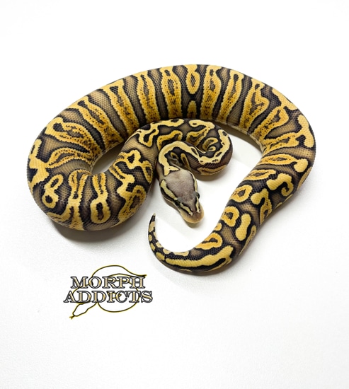 Hypo Pastel Ghi Het Pied Ball Python by Morph Addicts