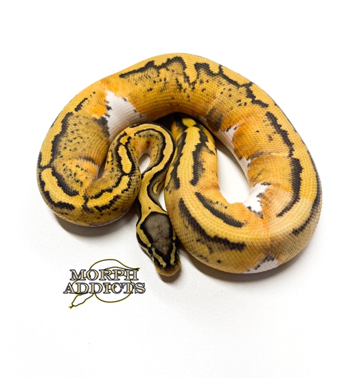 Pastel Hypo Pied Ball Python by Morph Addicts