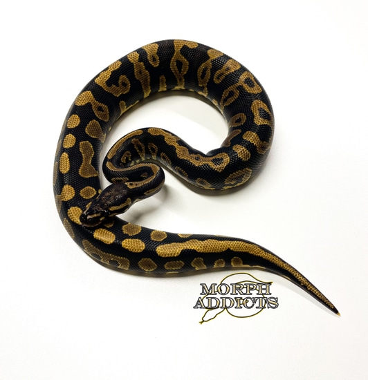 Confusion Ball Python by Morph Addicts