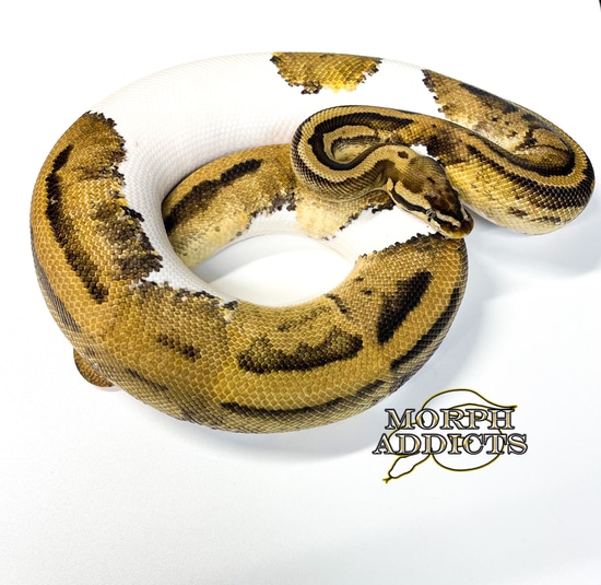 Pastel Leopard Piebald Het Hypo Ball Python by Morph Addicts