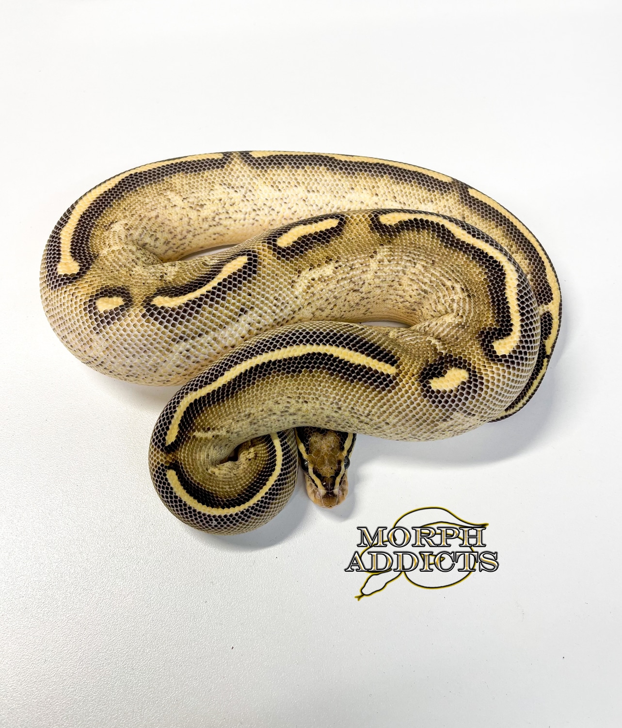 Freeway Het Clown 50% Het Pied Ball Python by Morph Addicts - MorphMarket