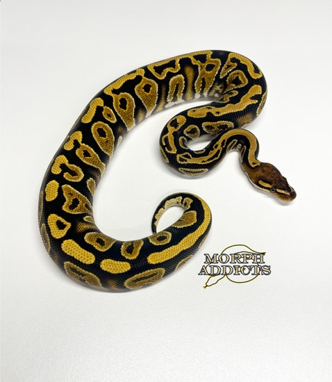 Cypress Yb Ball Python by Morph Addicts
