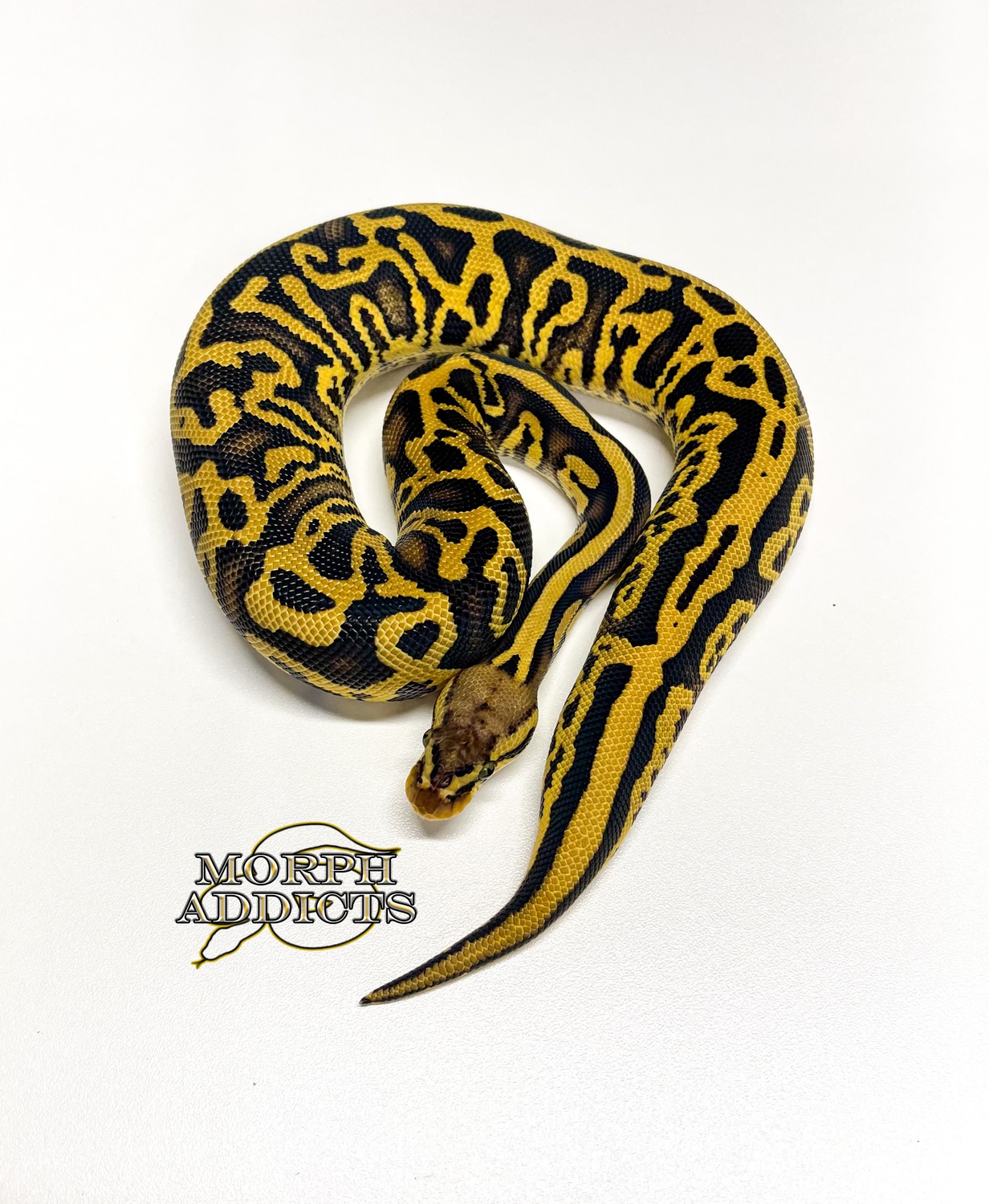 Leopard Pastel Yb Dh Clown Piebald 50% Het Hypo Ball Python by Morph ...