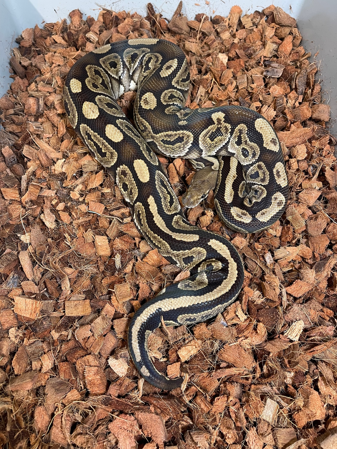 Cinnamon Het Hypo Ball Python by Morph Addicts - MorphMarket
