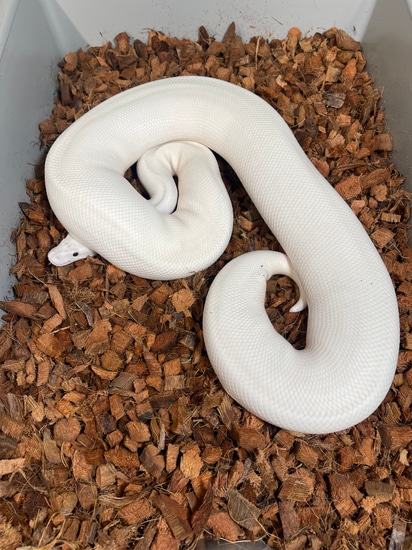 Ivory Ball Python by Morph Addicts