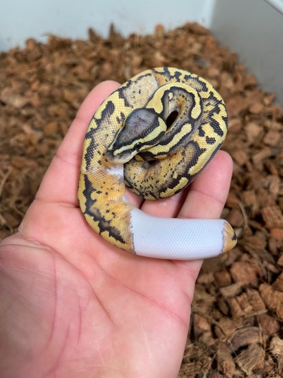 Pastel Hypo Pied Ball Python by Morph Addicts