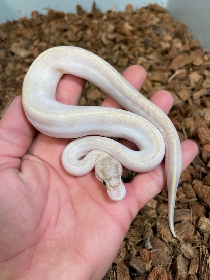 Ivory Pos Confusion Ball Python by Morph Addicts