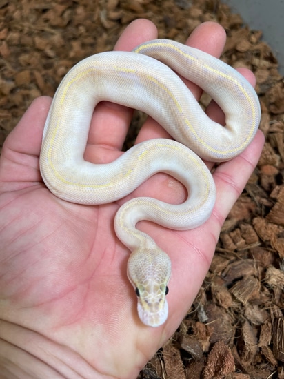 Ivory Confusion Ball Python by Morph Addicts