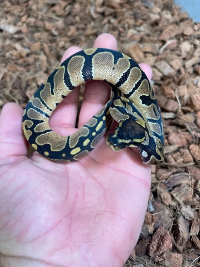 Dh Hypo Desert Ghost 66% Het Pied Ball Python by Morph Addicts