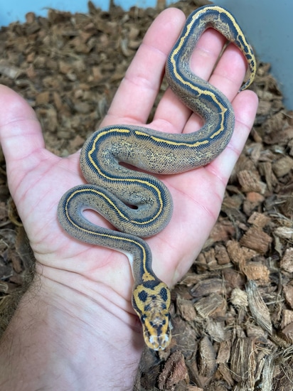 Confusion Freeway Ball Python by Morph Addicts
