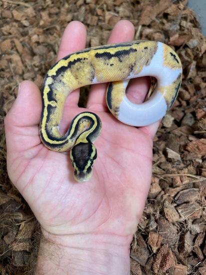 Pastel Pied Dh Hypo Dg Ball Python by Morph Addicts