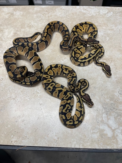 No Reserve. 0.4 Group Dh Dg Hypo 66% Het Pied Ball Python by Morph Addicts