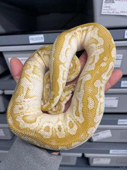 Spotnose Lesser Clown Ball Python by Morph Addicts