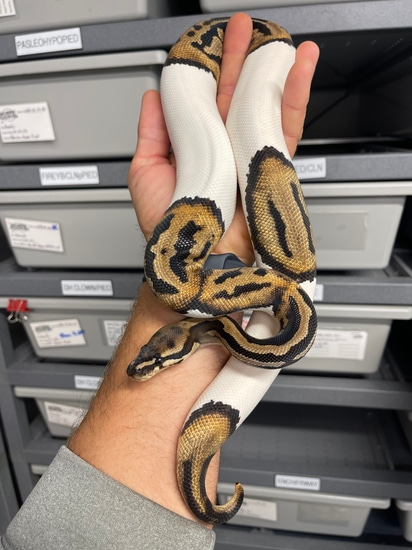 Leopard Pied Het Clown Ball Python by Morph Addicts