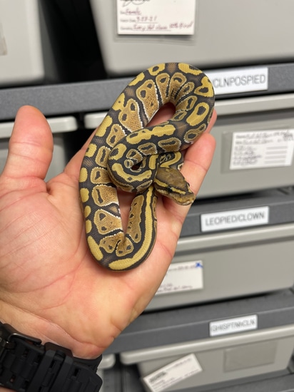 Hypo Het Pied Ball Python by Morph Addicts
