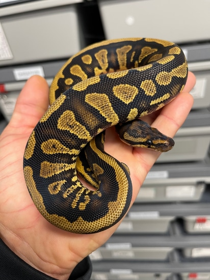Confusion Yb Ball Python by Morph Addicts