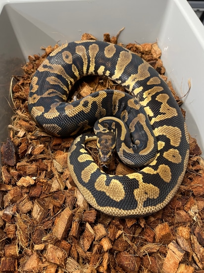 Confusion Yb Ball Python by Morph Addicts