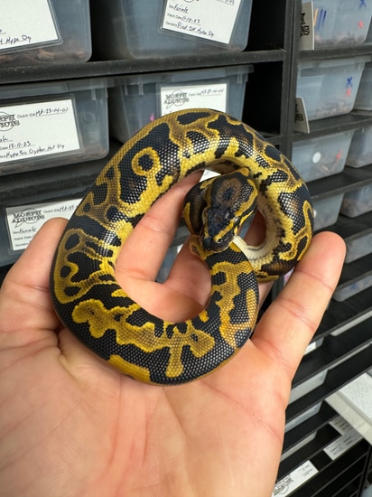 Leopard Yb Het Pied 66% Het Clown Ball Python by Morph Addicts