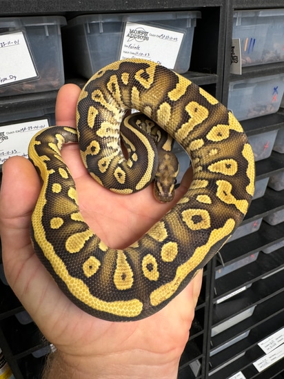 Confusion Lesser (Yb) Ball Python by Morph Addicts