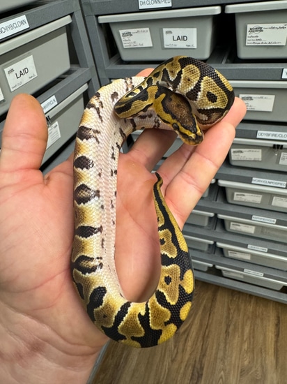 Crypton Het Dg 50% Het Hypo Ball Python by Morph Addicts