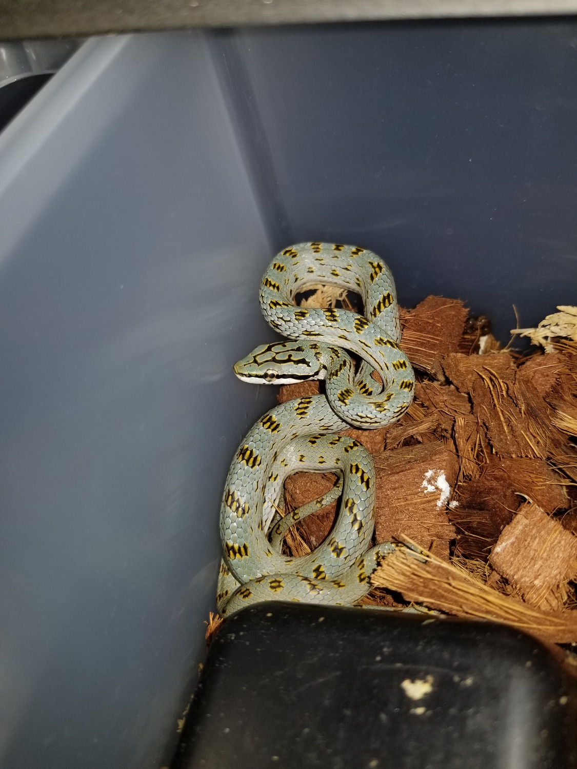 2020 Gonyosoma Frenatum Other Rat Snake by Handmade Herps - MorphMarket