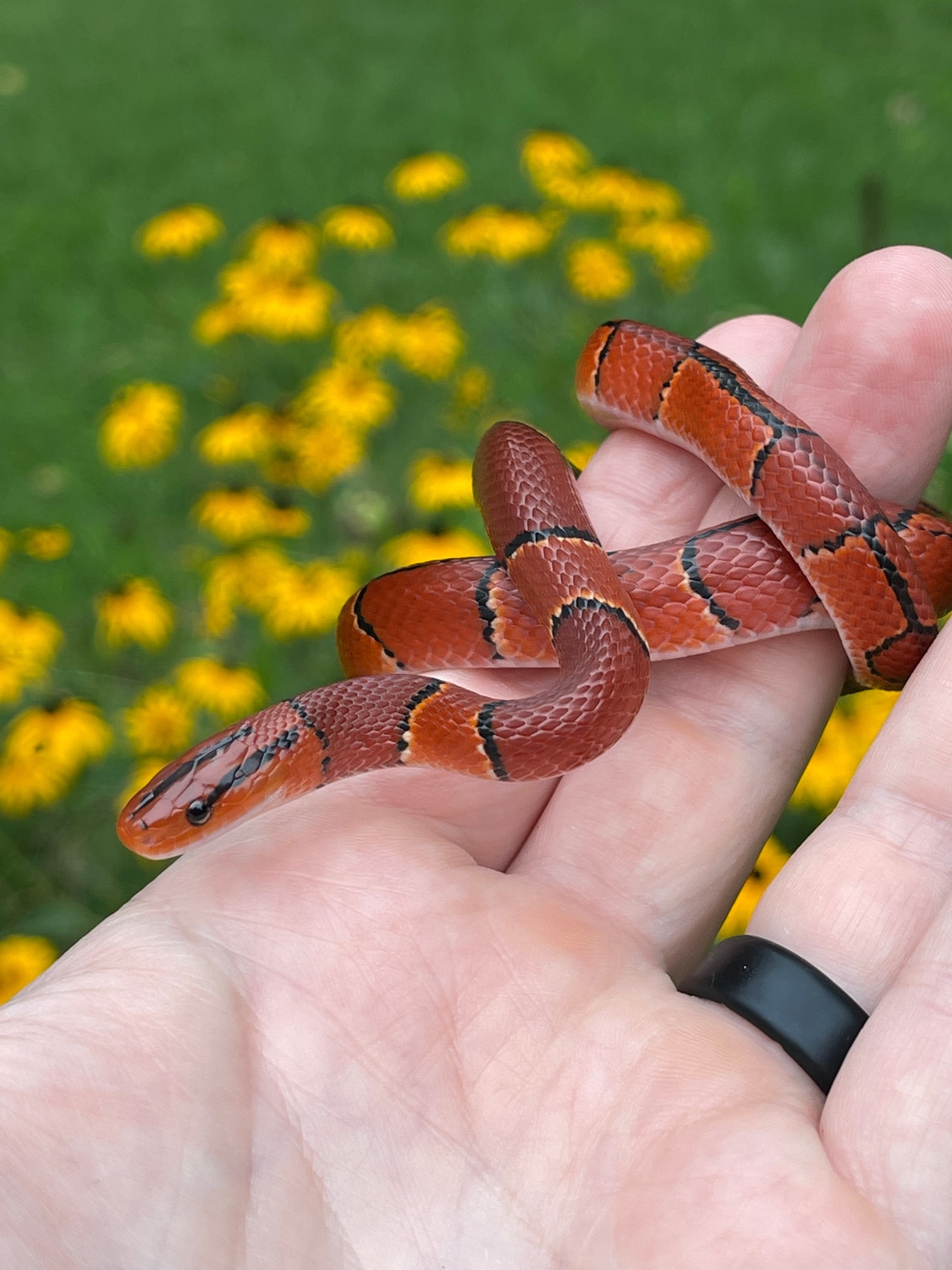 O.p. Laticinctus (Tail Kink) Bamboo Rat Snake by Handmade Herps ...