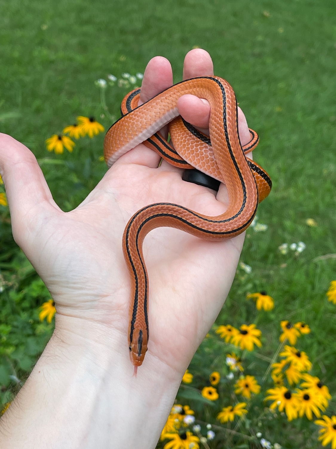 F1 O.p. Coxi Bamboo Rat Snake by Handmade Herps - MorphMarket