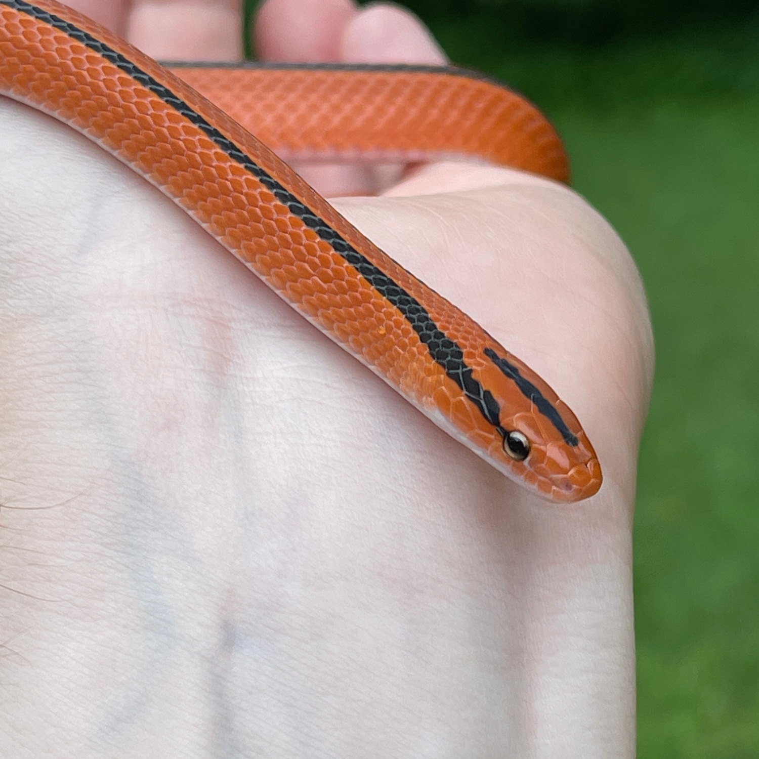 O.p. Coxi Bamboo Rat Snake by Handmade Herps - MorphMarket