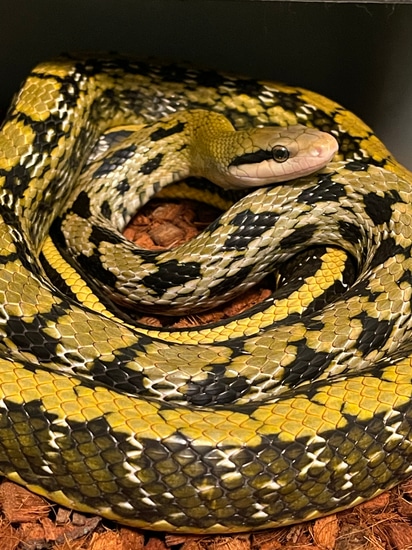 Taiwan Beauty Snake "Big Cat Judgement Day" Beauty Rat Snake by ...