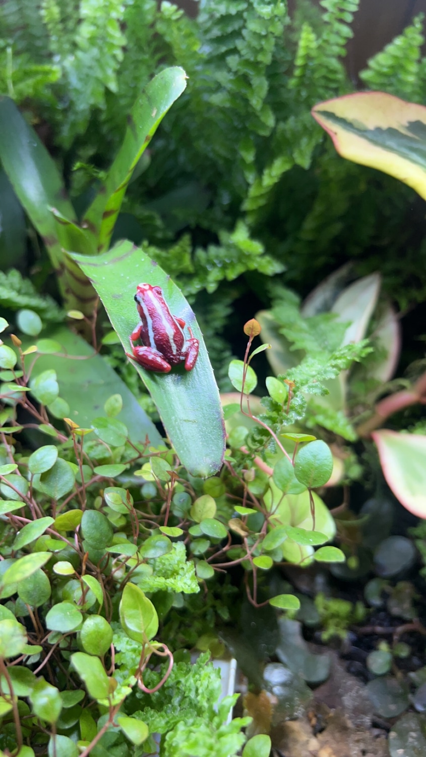 Santa Isabel Froglets Other Dart Frog by Garner’s Geckos and Exotics ...