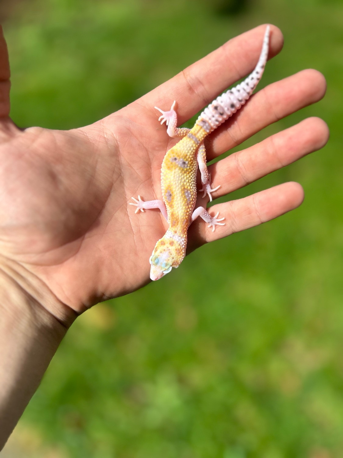 W&Y Tangerine Eclipse Het Tremper Leopard Gecko by Garner’s Geckos and Exotics - MorphMarket