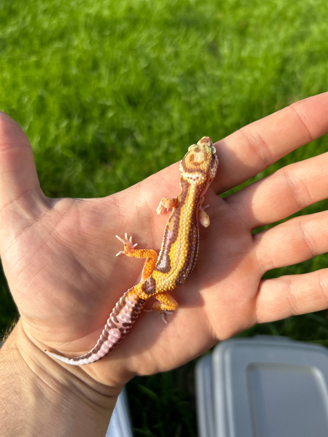 Bold Tremper Tangerine Het Eclipse Pos W&y TSF Leopard Gecko by Garner ...