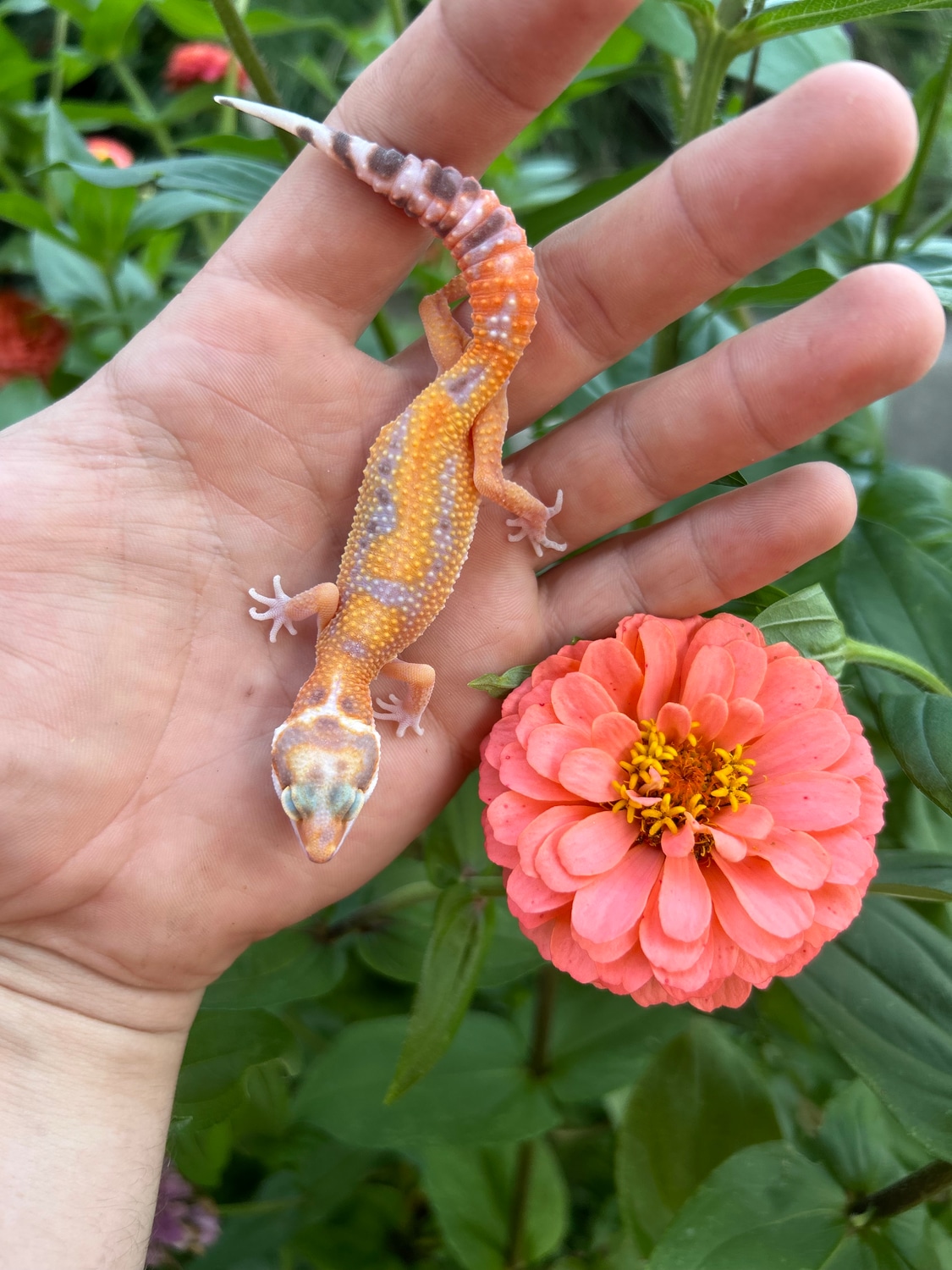 Red Diamond Tremper Ph Eclipse TSF Leopard Gecko by Garner’s Geckos and ...