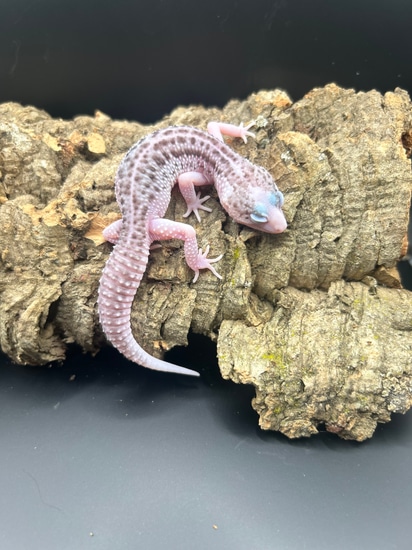 Pied Hyper Xanthix Super Snow Eclipse Leopard Gecko by Garner’s Geckos ...
