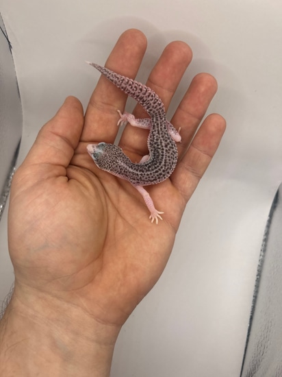 Hyper Xanthic Super Snow Eclipse (JMG Lines) Leopard Gecko by Garner’s Geckos and Exotics