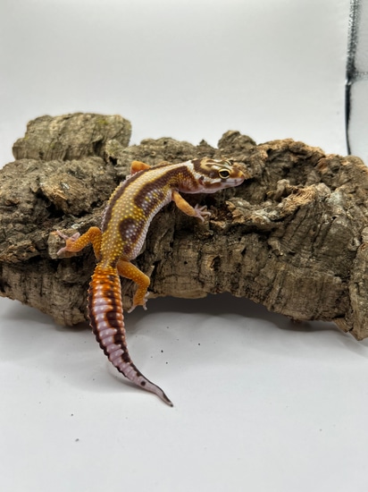 Tremper Red Diamond Cross Pos Het Eclipse Leopard Gecko by Garner’s ...