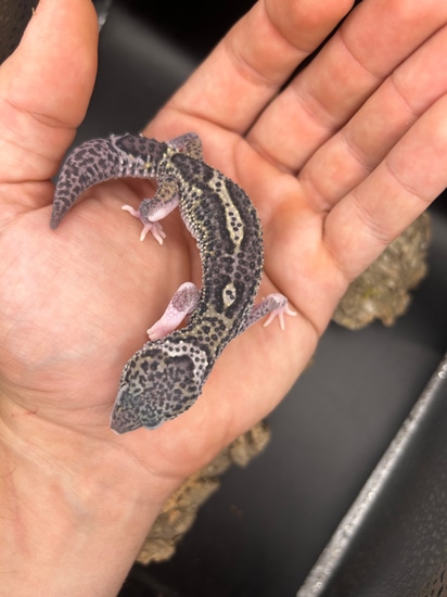 Panda Line Mack Snow Eclipse Ph Tremper Leopard Gecko by Garner’s ...