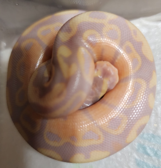 Banana Brite Ball Python by Crazy4pythons
