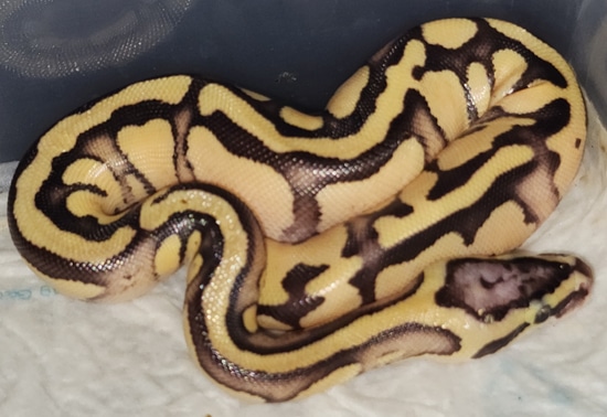 Pastel Fire Enchi OD Ball Python by Crazy4pythons