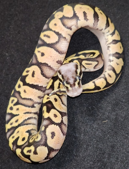 Super Fly YB Ultra Fly Ball Python by Crazy4pythons