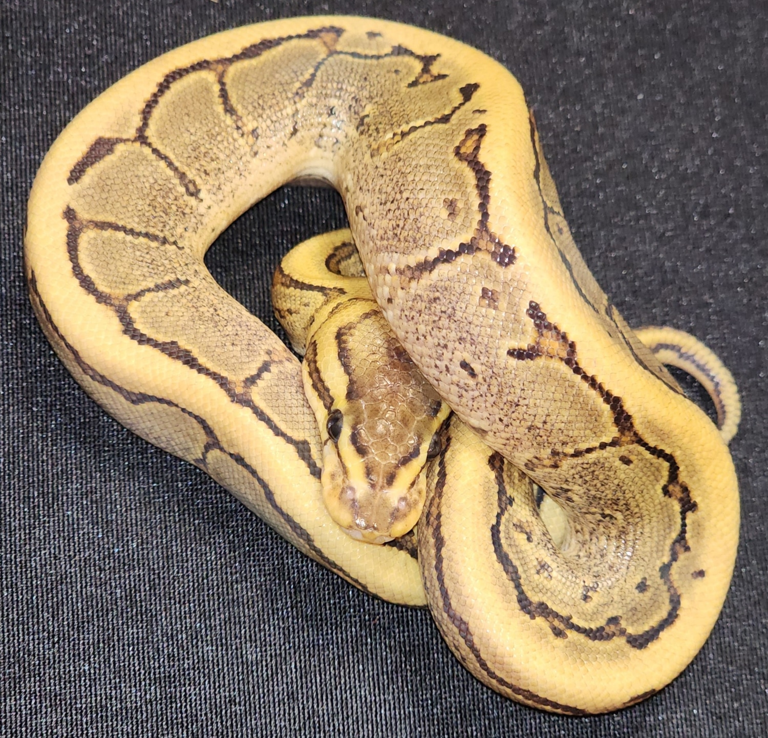 Fire Pin YB Ball Python by Crazy4pythons - MorphMarket