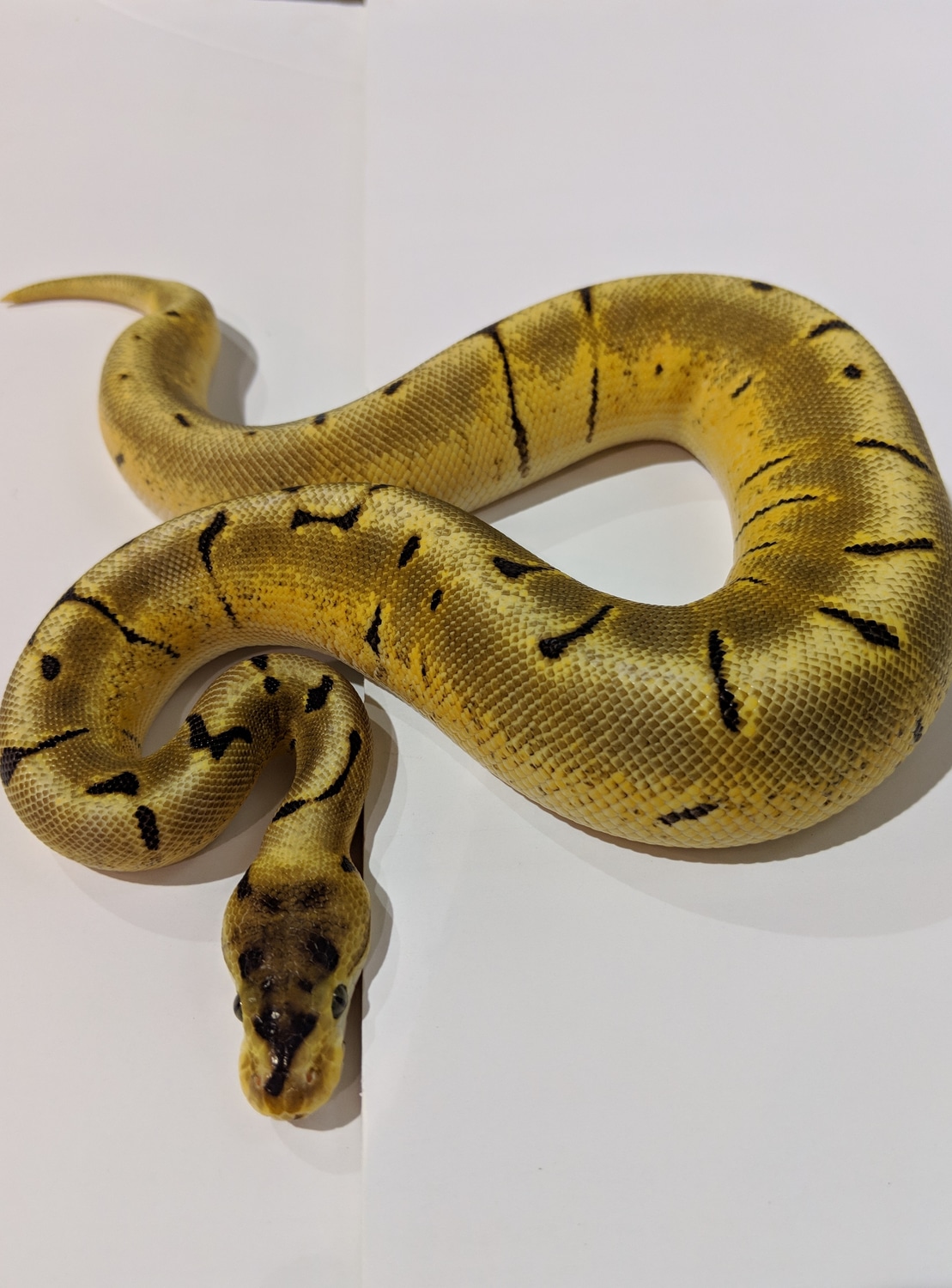 Super Enchi Spider Het Clown Ball Python by Hannah's Hissy Fix ...