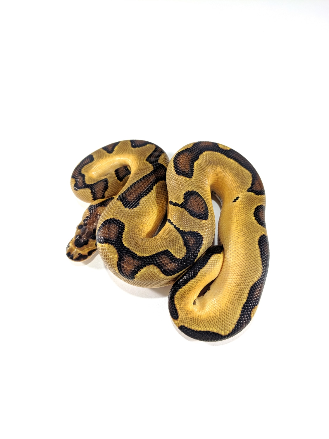 Enchi Clown Ball Python by Hannah's Hissy Fix - MorphMarket