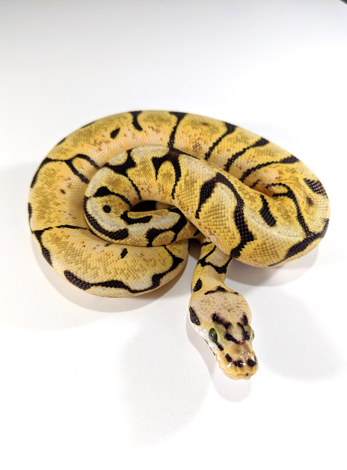 Enchi Bumble Bee Het Clown Ball Python by Hannah's Hissy Fix - MorphMarket