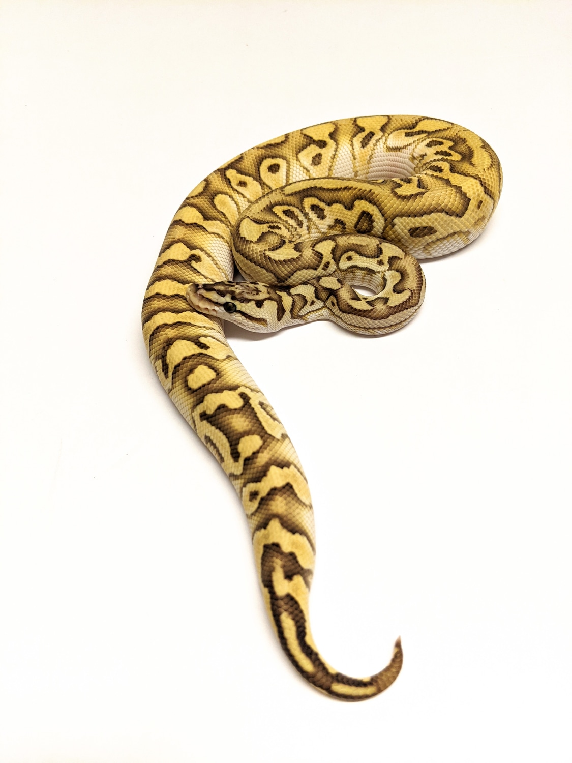 Cryptic/Crypton Lesser Pastel Ball Python by Hannah's Hissy Fix ...
