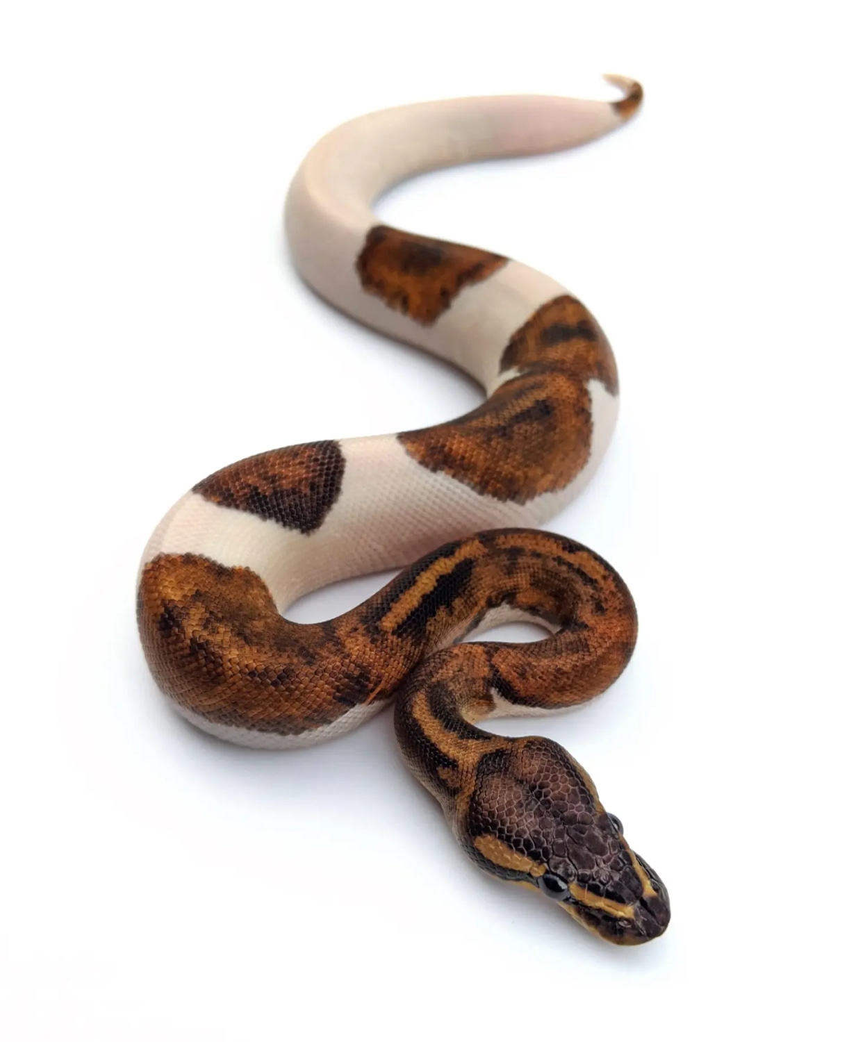 Mahogany Pied Ball Python by Hannah's Hissy Fix - MorphMarket