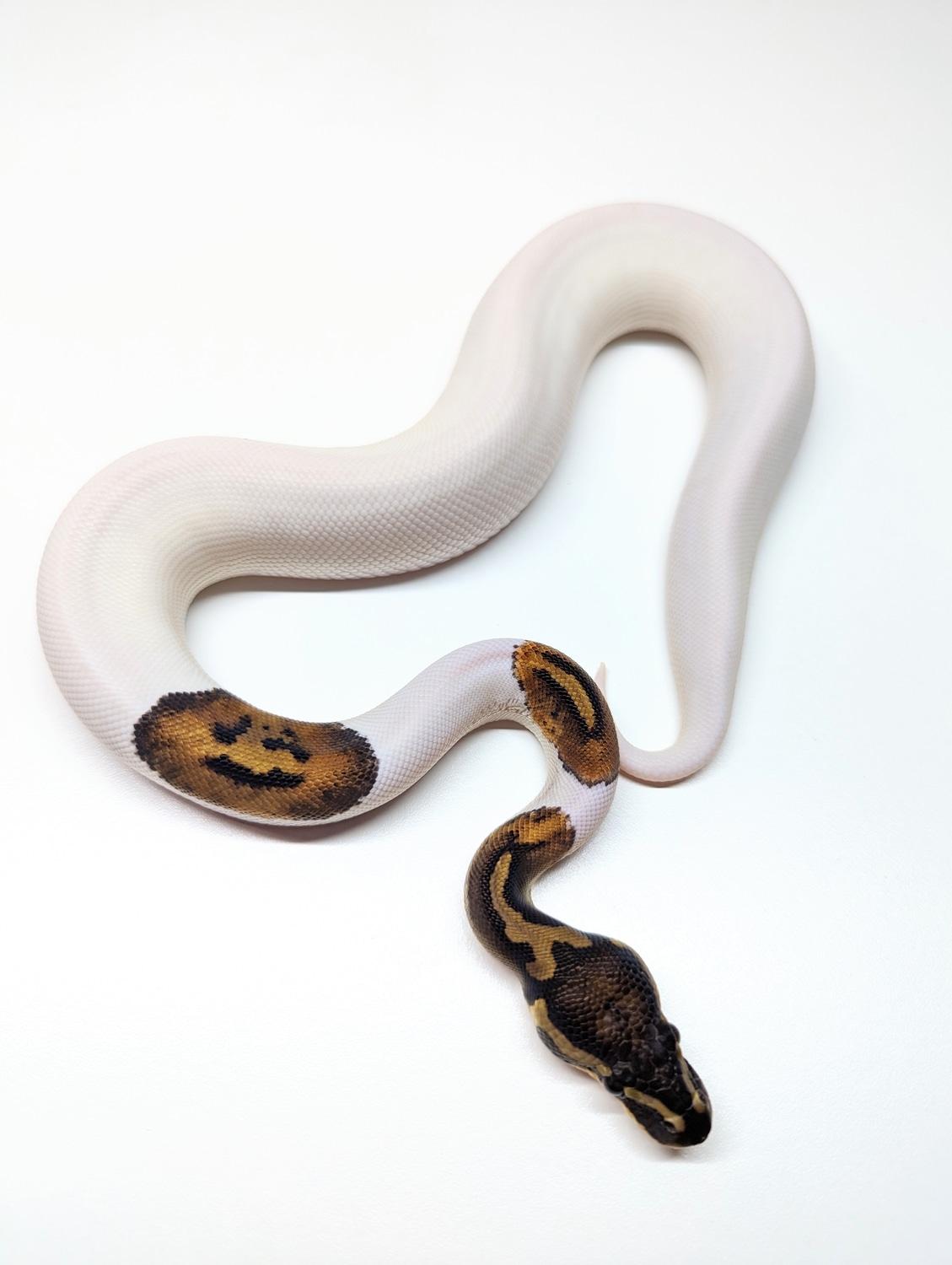 Smiley Pied Ball Python by Hannah's Hissy Fix - MorphMarket